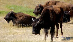 Bringing Bison Back to Banff | Banff National Park
