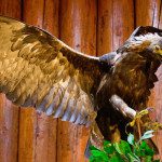 Banff Park Museum, Alberta | Banff National Park