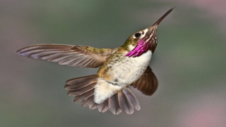 Best Fall Bird-Watching Near Banff, Alberta - Banff National Park