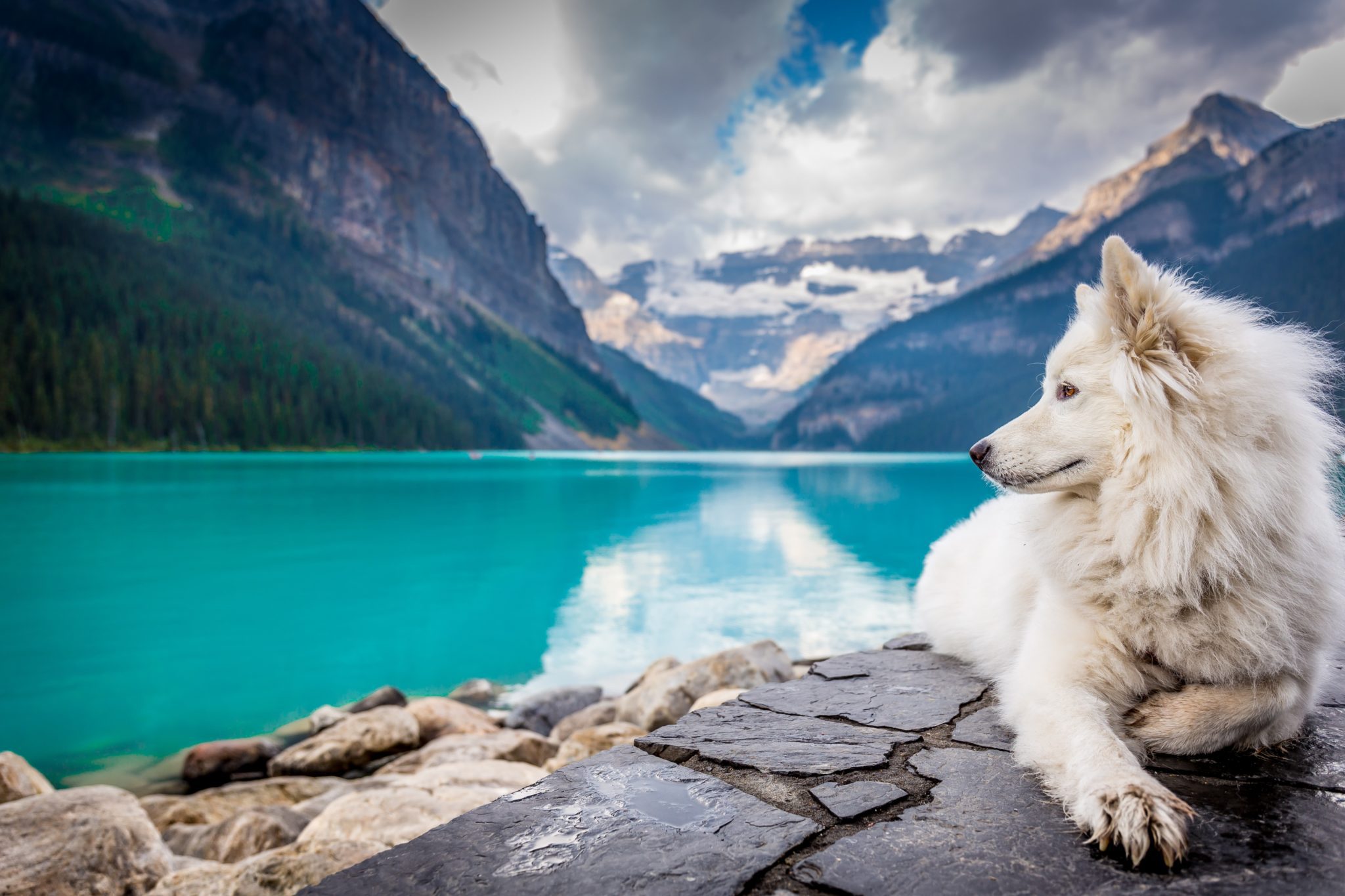 Visiting Banff National Park with Your Pet - Banff National Park