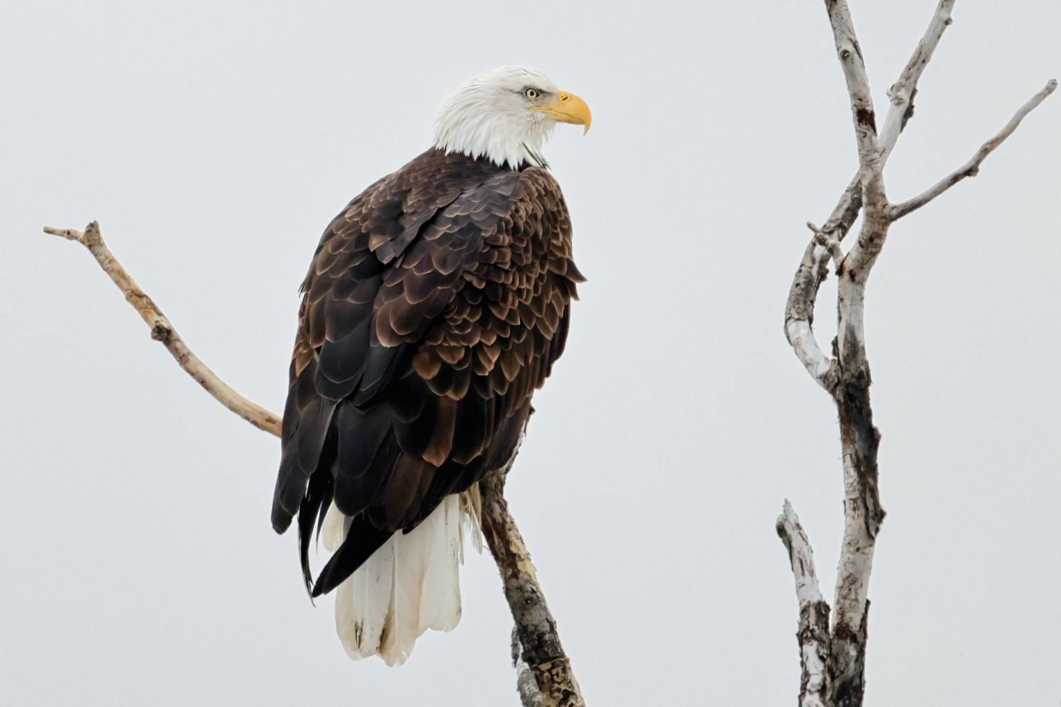The Complete Guide to Wildlife Viewing in Banff National Park