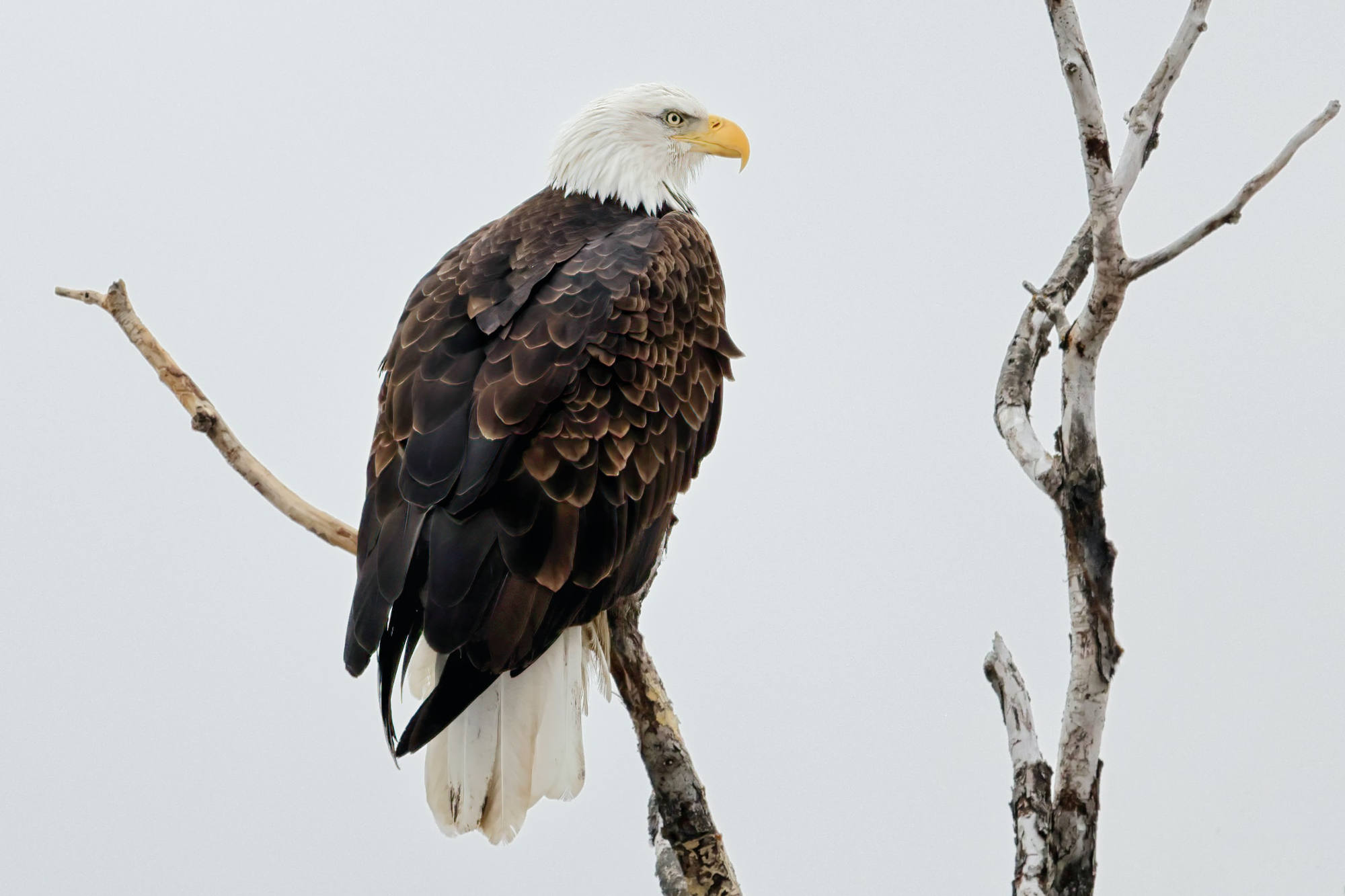 The Complete Guide to Wildlife Viewing in Banff National Park