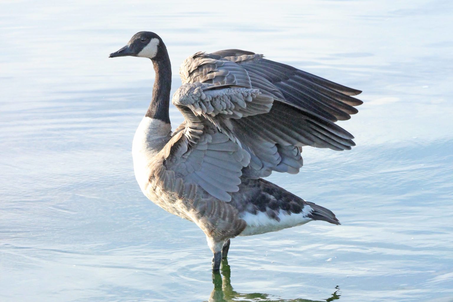 The Complete Guide to Wildlife Viewing in Banff National Park
