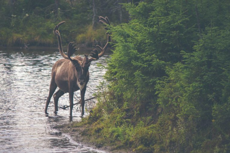 The Complete Guide to Wildlife Viewing in Banff National Park