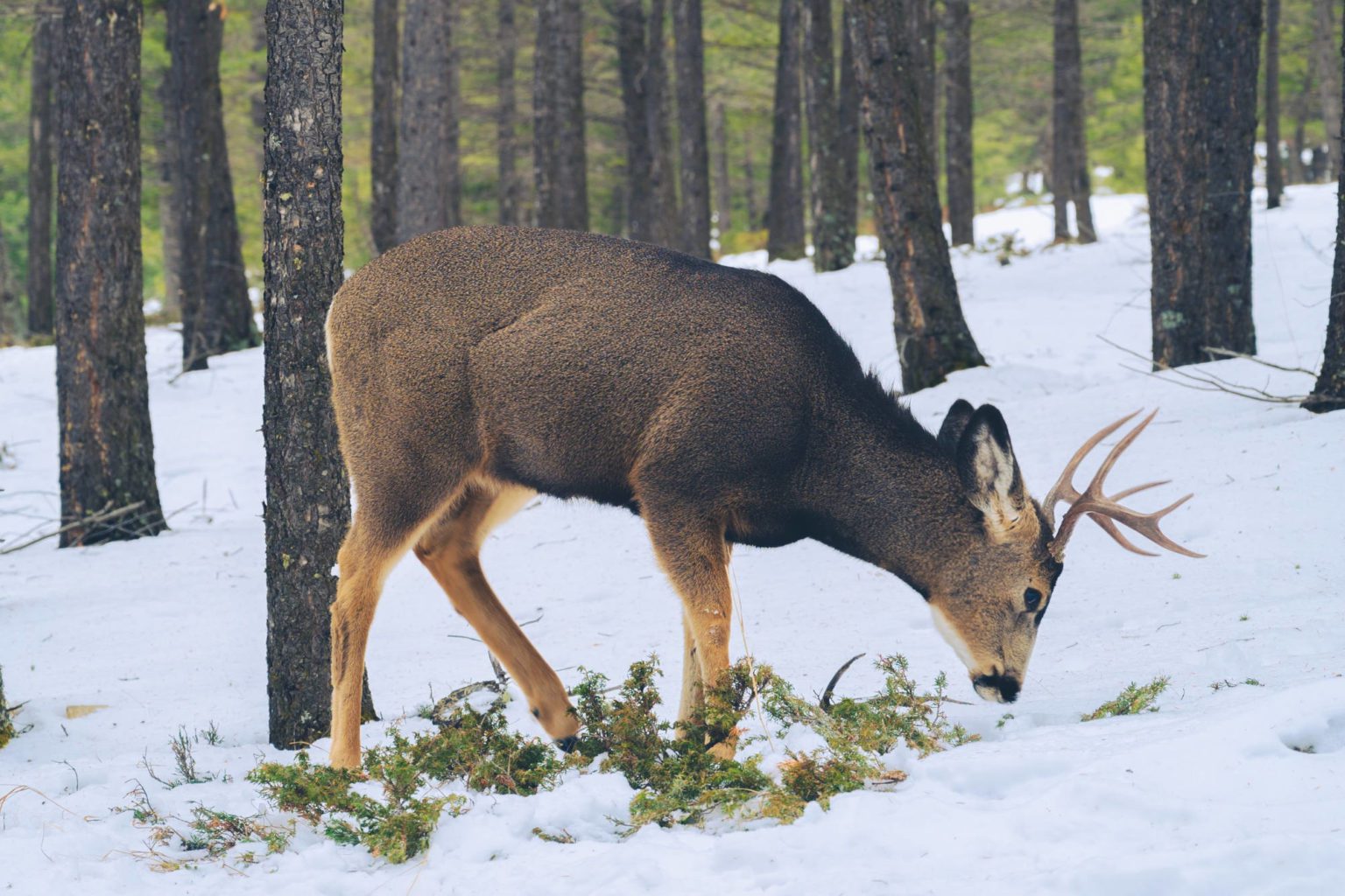 The Complete Guide to Wildlife Viewing in Banff National Park