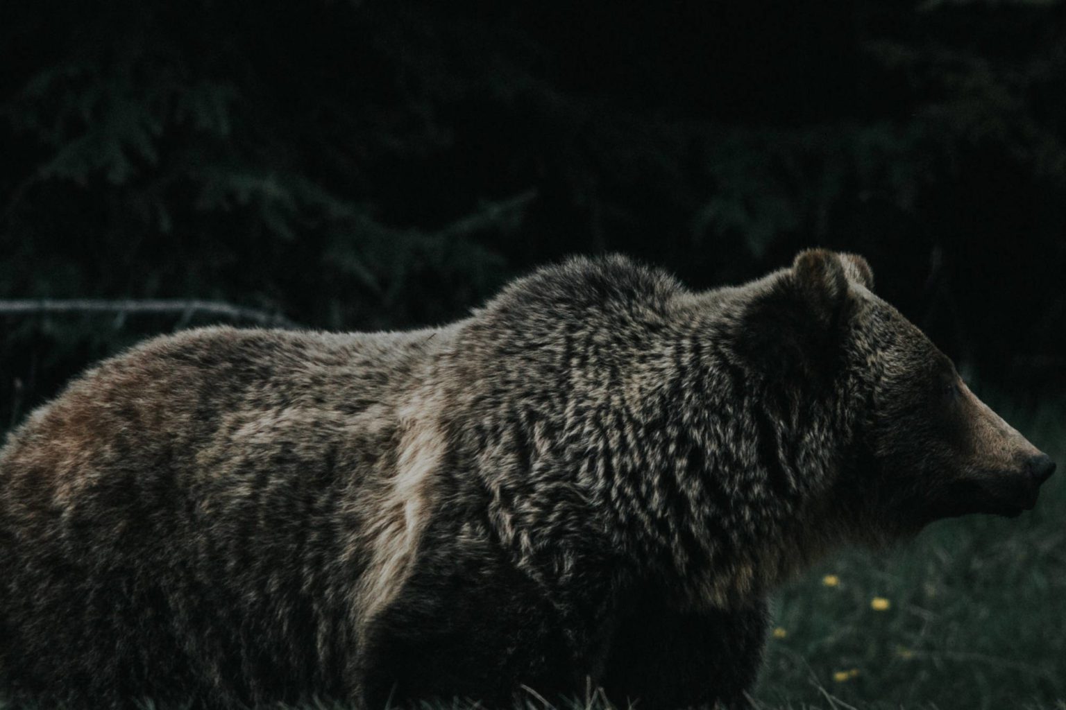 The Complete Guide to Wildlife Viewing in Banff National Park