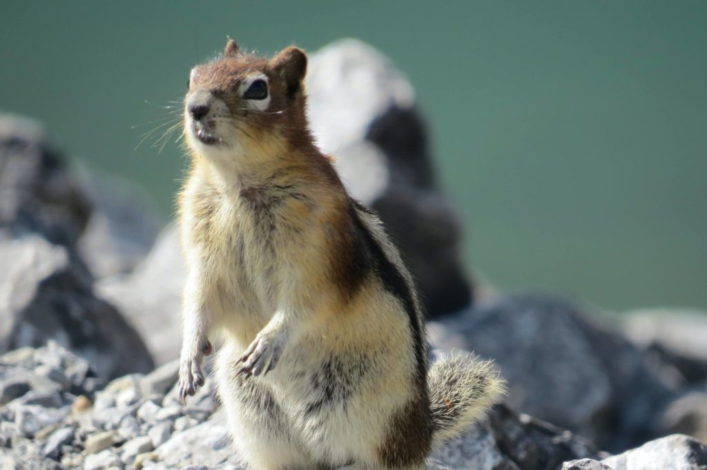 Banff National Park Wildlife Videos - Where to See Wildlife