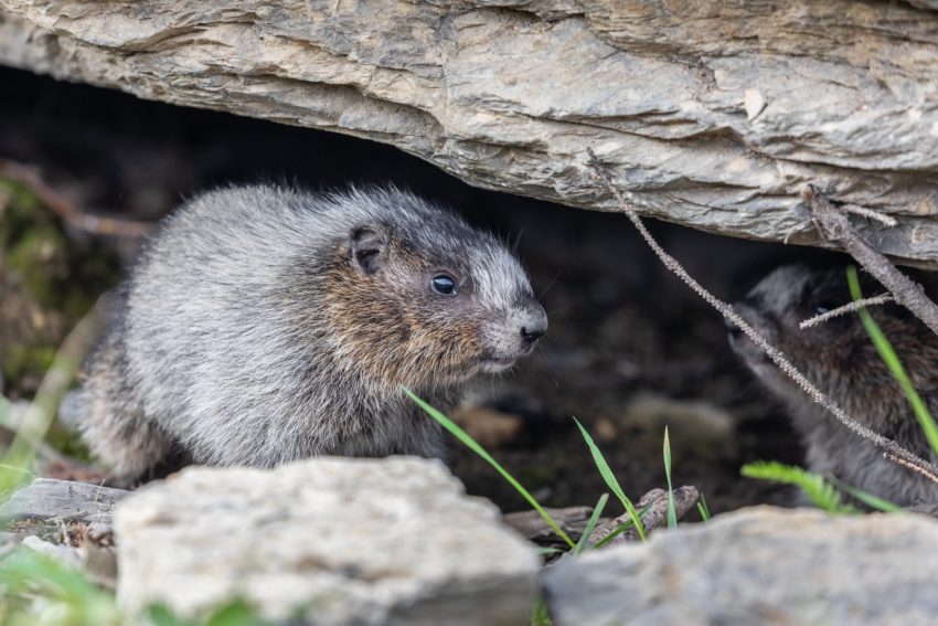 The Complete Guide to Wildlife Viewing in Banff National Park