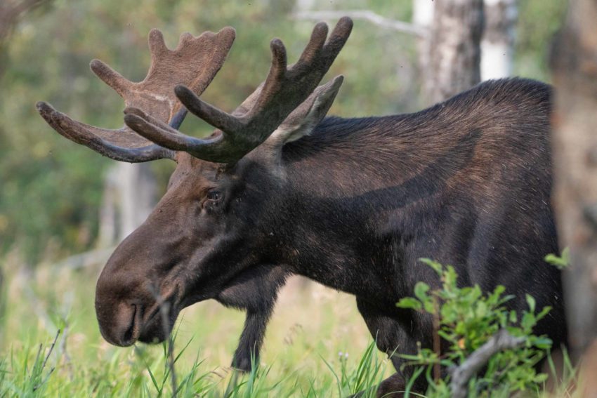The Complete Guide to Wildlife Viewing in Banff National Park