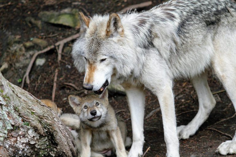 The Complete Guide to Wildlife Viewing in Banff National Park