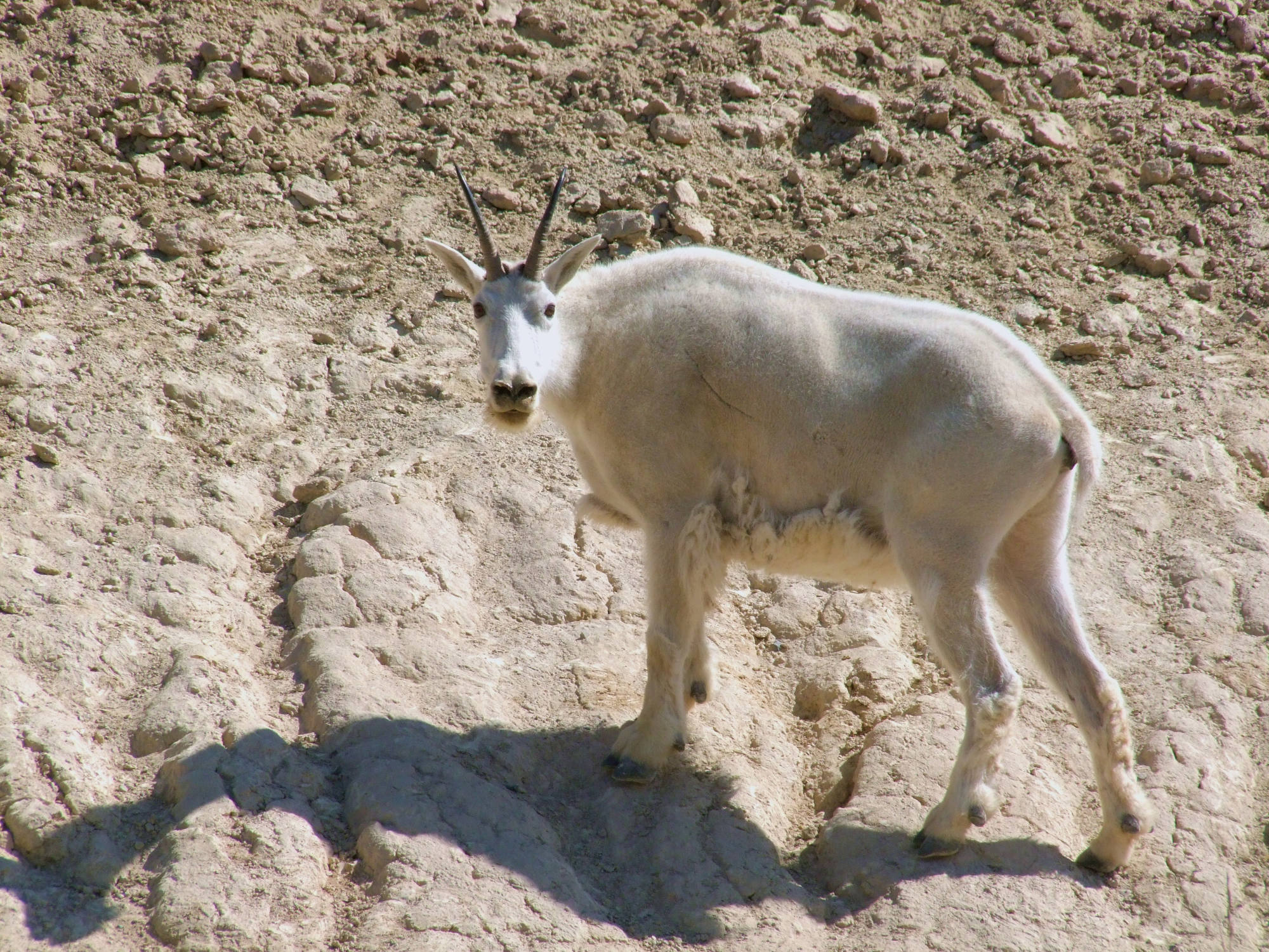 Visiting Waterton Lakes National Park - Banff National Park