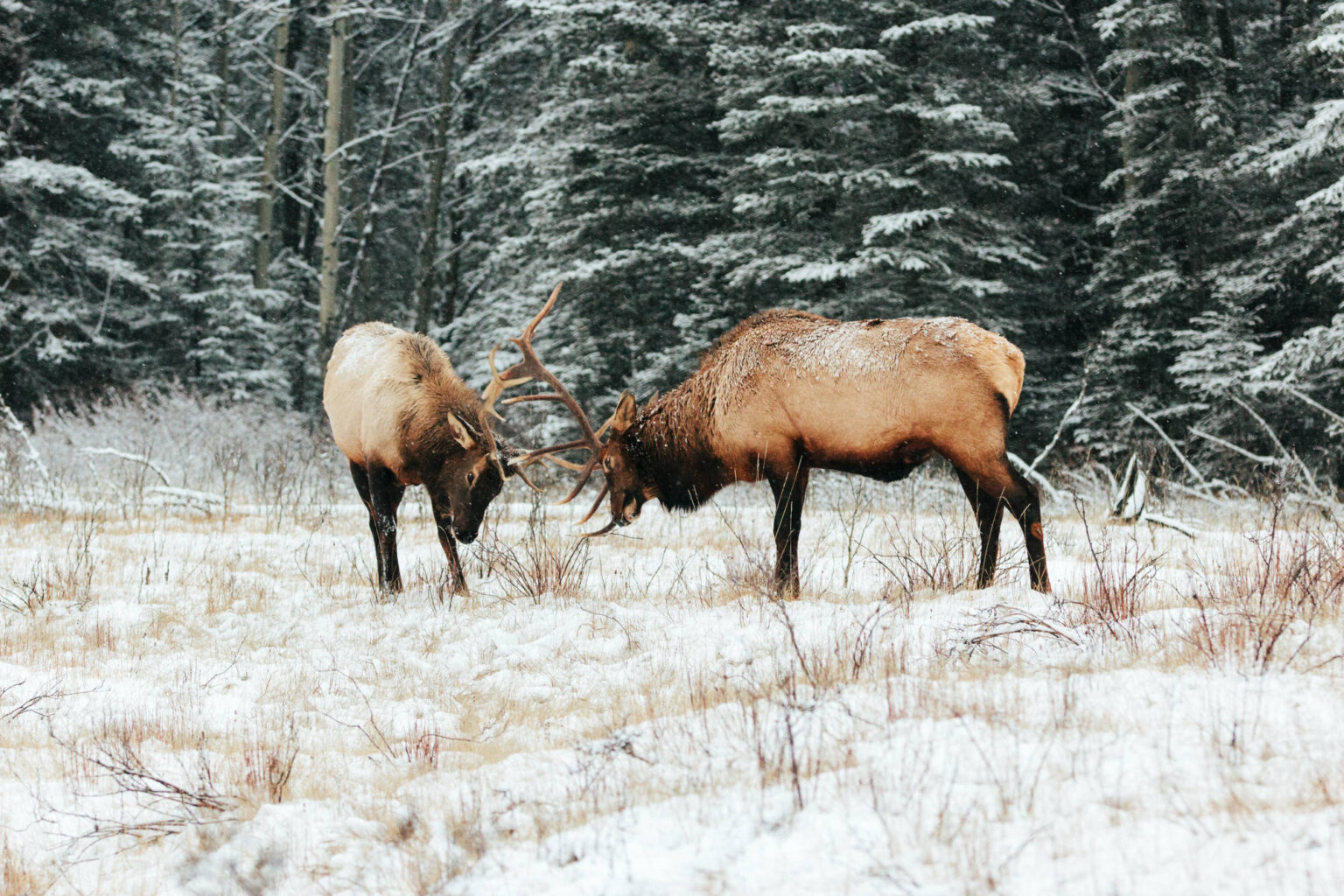 Banff in April - Explore Nature at its Best - Banff National Park