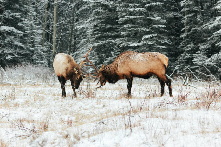 Banff in April - Explore Nature at its Best - Banff National Park