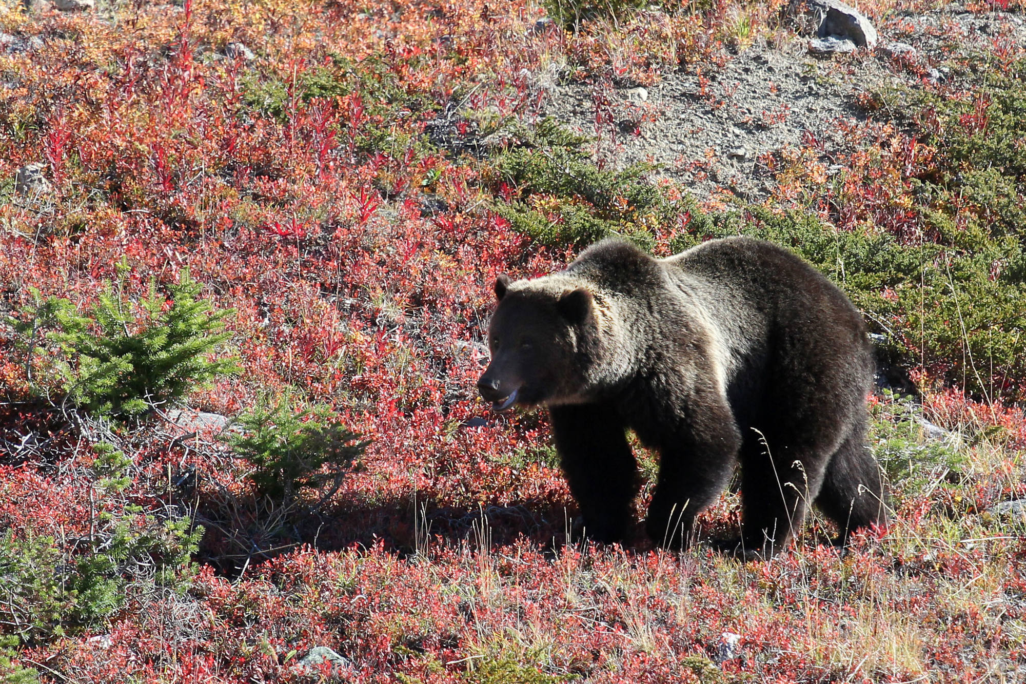 Rare Bear Attack in Banff National Park: Essential Bear Safety Tips